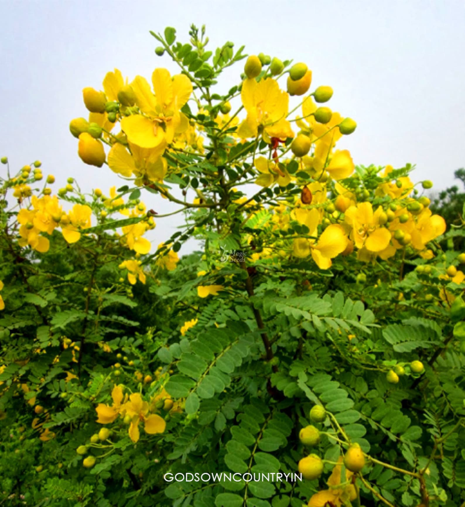 Dried Avarampoo Flower Avaram Senna Natural Face Pack - Etsy