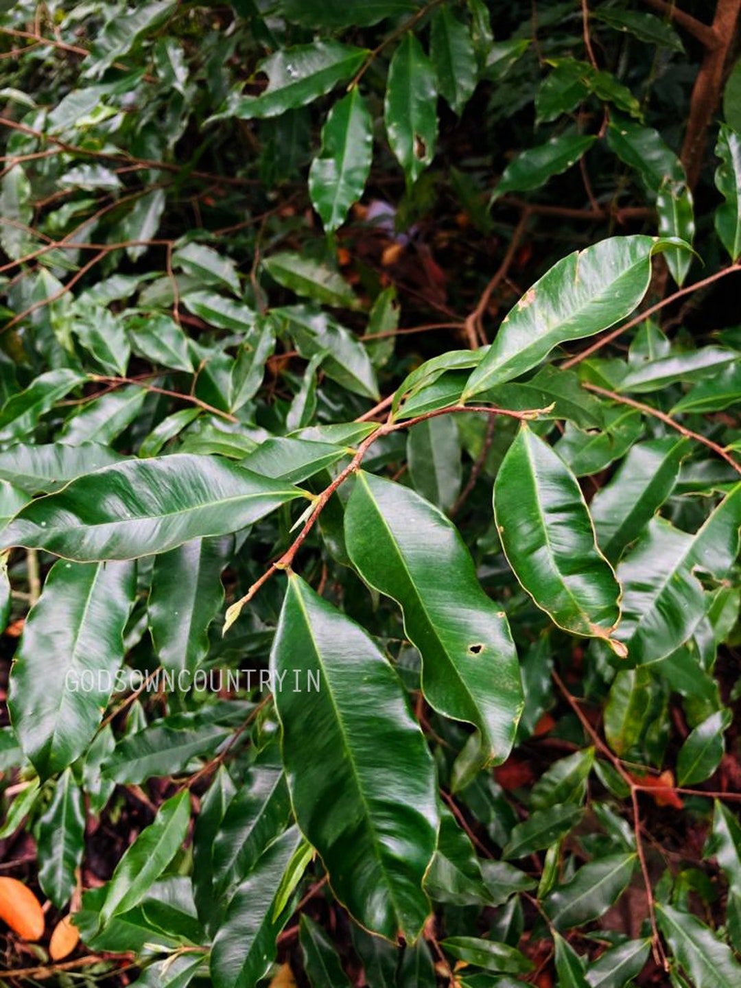 Oud Aquilaria Perfume at Douglas Reddin blog