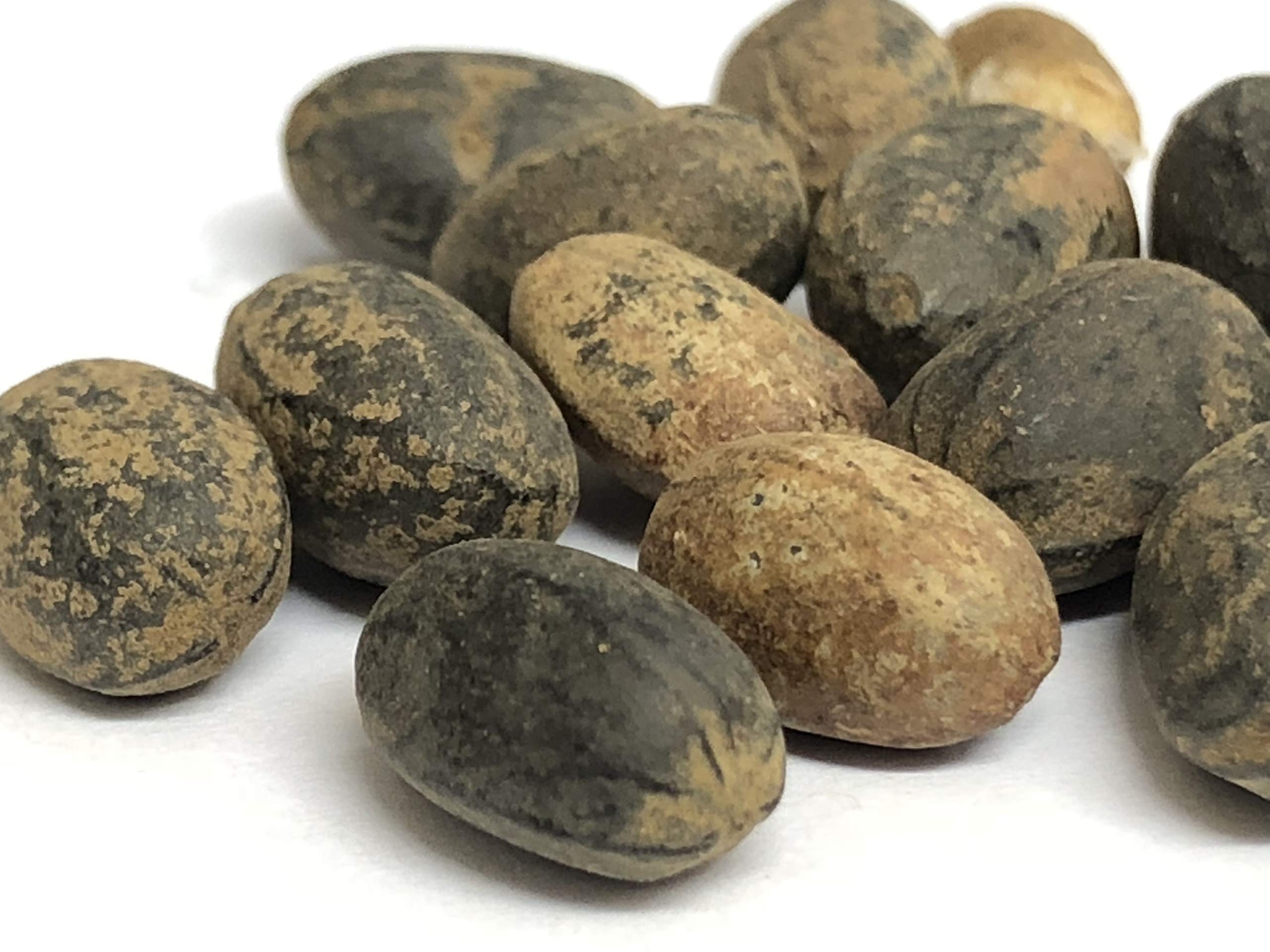 Croton Oil Seed