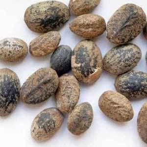 Croton Penduliflorus Seeds NEERVALAM Aworoso Seed, Croton Tiglium Seed ...