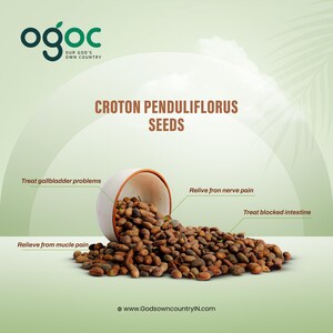 Croton Penduliflorus Seeds NEERVALAM Aworoso Seed, Croton Tiglium Seed ...