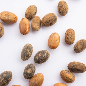 Croton Penduliflorus Seeds NEERVALAM Aworoso Seed, Croton Tiglium Seed ...