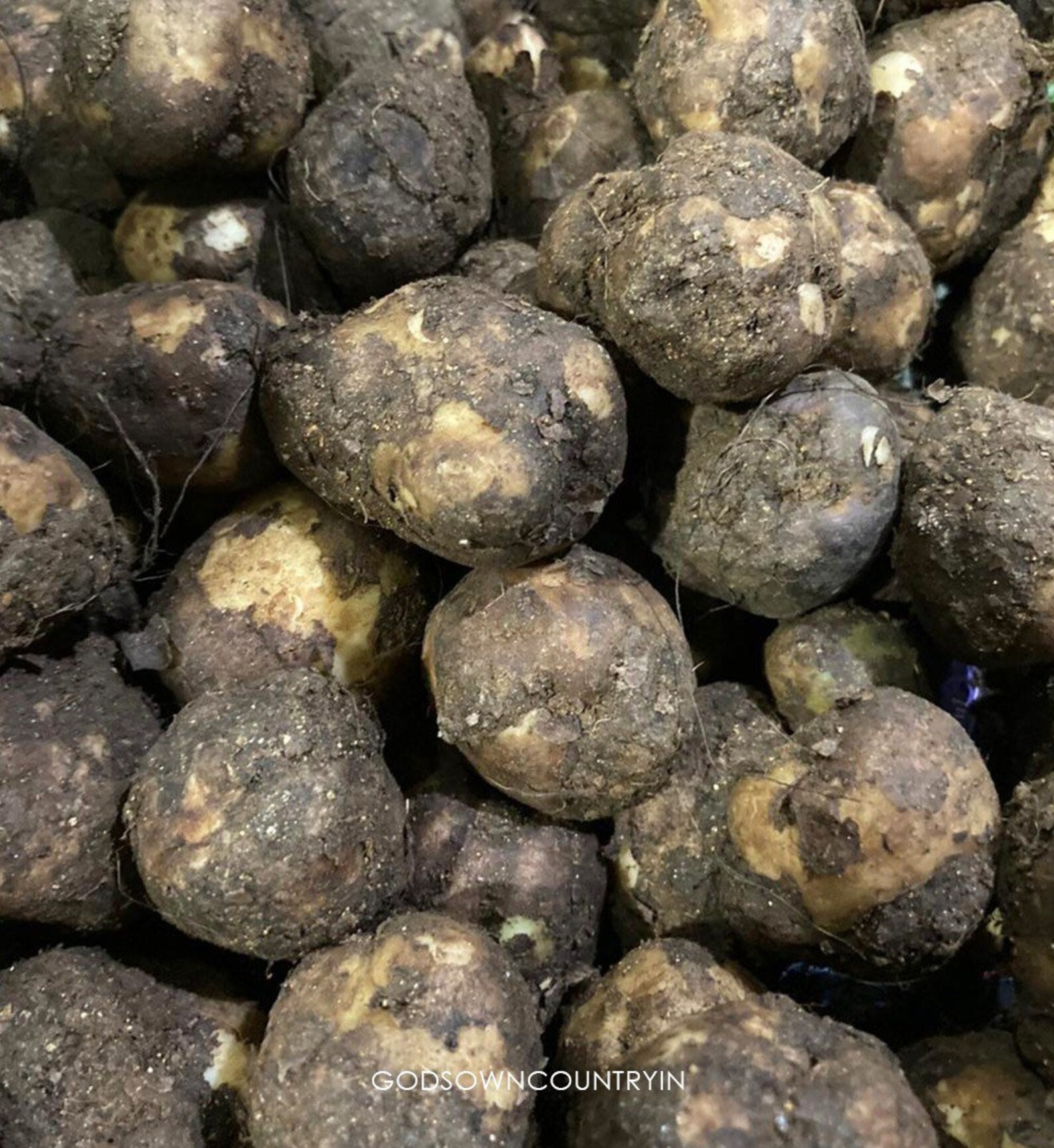 KOORKA CHINESE POTATOES Bulbs Coleus Rotundifolius | Etsy