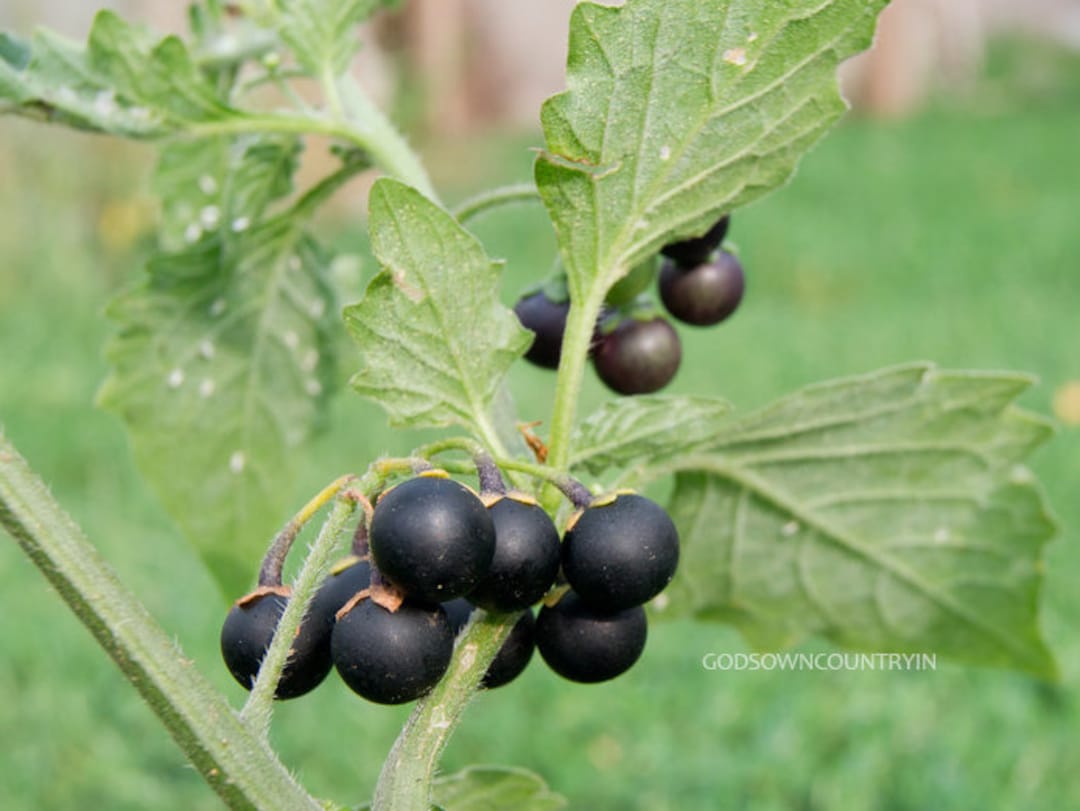 Blacknight Shade Seeds Manathakkali Keerai, Solanum Nigrum, Sun Berry ...