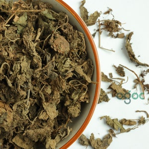 Pachila patchouli Leaves Pogostemon Cablin, Aromatic Herb for ...