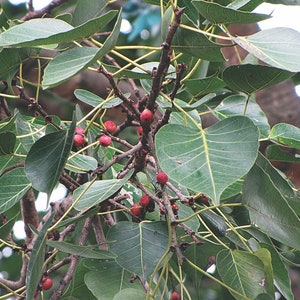 Ficus Religiosa Seeds Rare Sacred Fig Seeds for Meditation Gardens ...