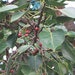 Ficus Religiosa Seeds Rare Sacred Fig Seeds for Meditation Gardens ...