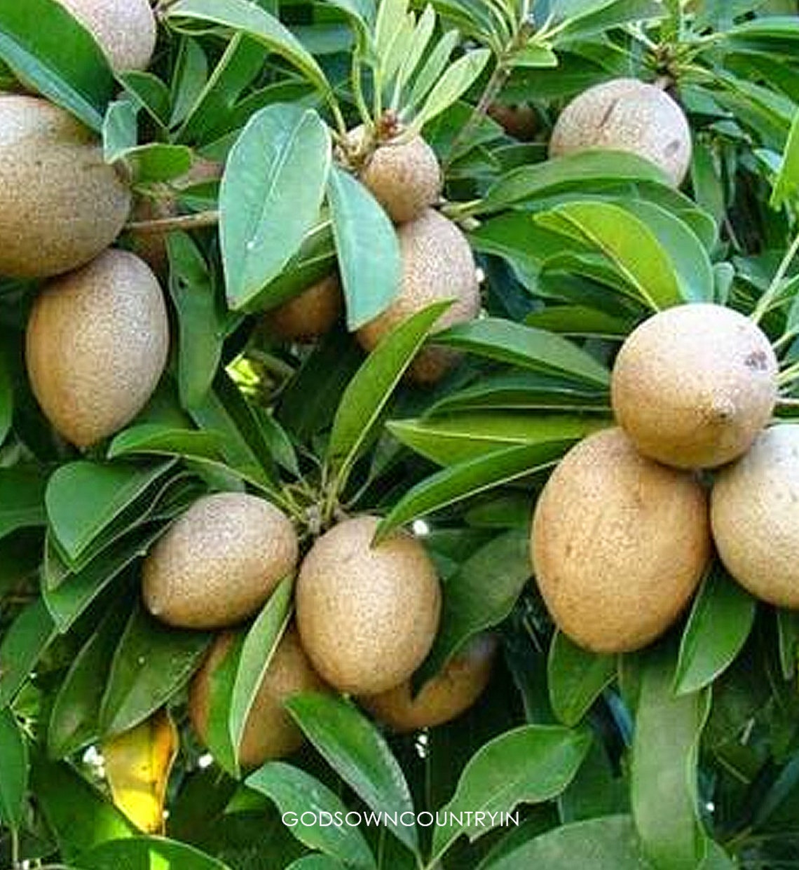 SAPOTA SWEET FRUIT Seeds Chiku Hybrid Fruit Sabeda Chikoo - Etsy Canada