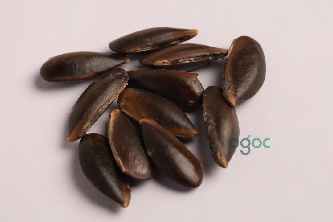 SAPOTA SWEET FRUIT Seeds Chiku Hybrid Fruit, Sabeda, Chikoo Natural ...
