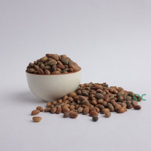 Croton Penduliflorus Seeds NEERVALAM Aworoso Seed, Croton Tiglium Seed ...