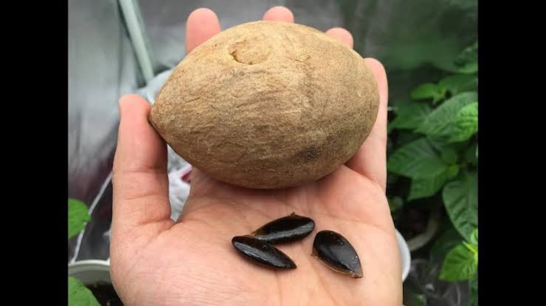 SAPOTA SWEET FRUIT Seeds Chiku Hybrid Fruit Sabeda Chikoo - Etsy Canada