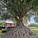 Ficus Religiosa Seeds Rare Sacred Fig Seeds for Meditation Gardens ...