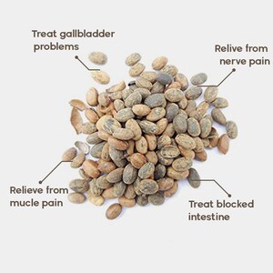 Croton Penduliflorus Seeds NEERVALAM Aworoso Seed, Croton Tiglium Seed ...