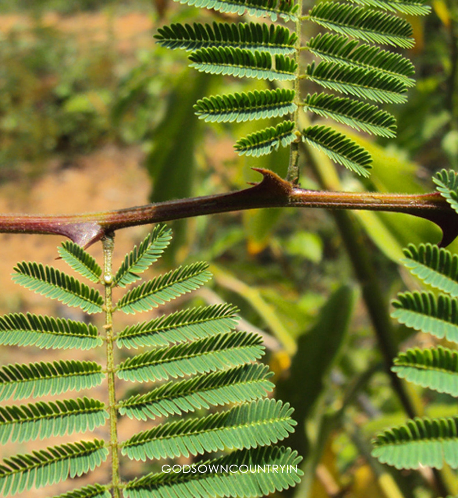 Cutch Tree Bark karingali Karigali Water Acacia Catechu | Etsy