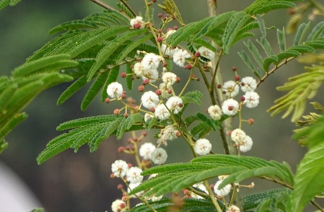 Dasanakanthi Churnam pack of 3 Acacia Leucophloea, Halitosis, Pyorrhoea ...