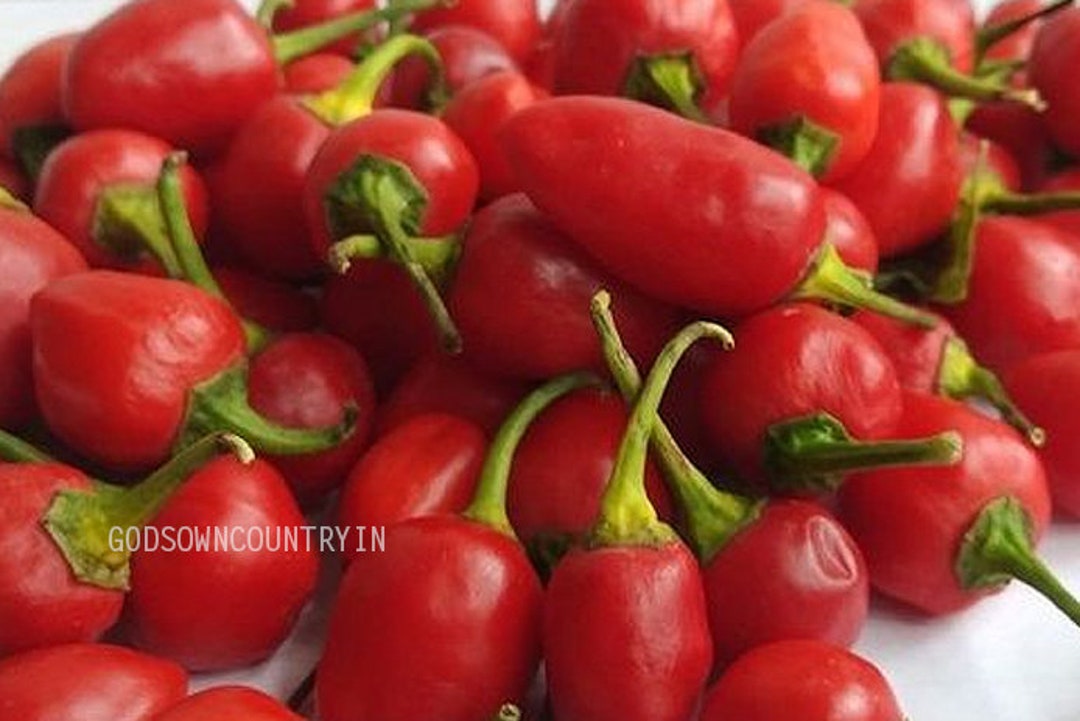 Dalle Khursani Chilli Hottest Heirloom Chilli Seeds From Sikkim ...