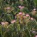 Albizia Saman Plant Seeds Rare Rain Tree Seeds for Tropical Gardens ...