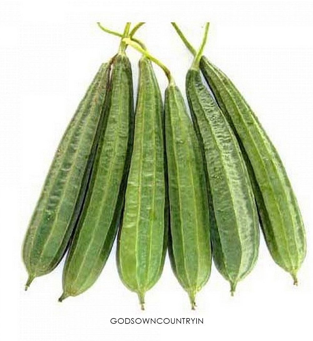 RIDGE GOURD Vegetable Seeds Turai Turiya Organic Seeds | Etsy Canada