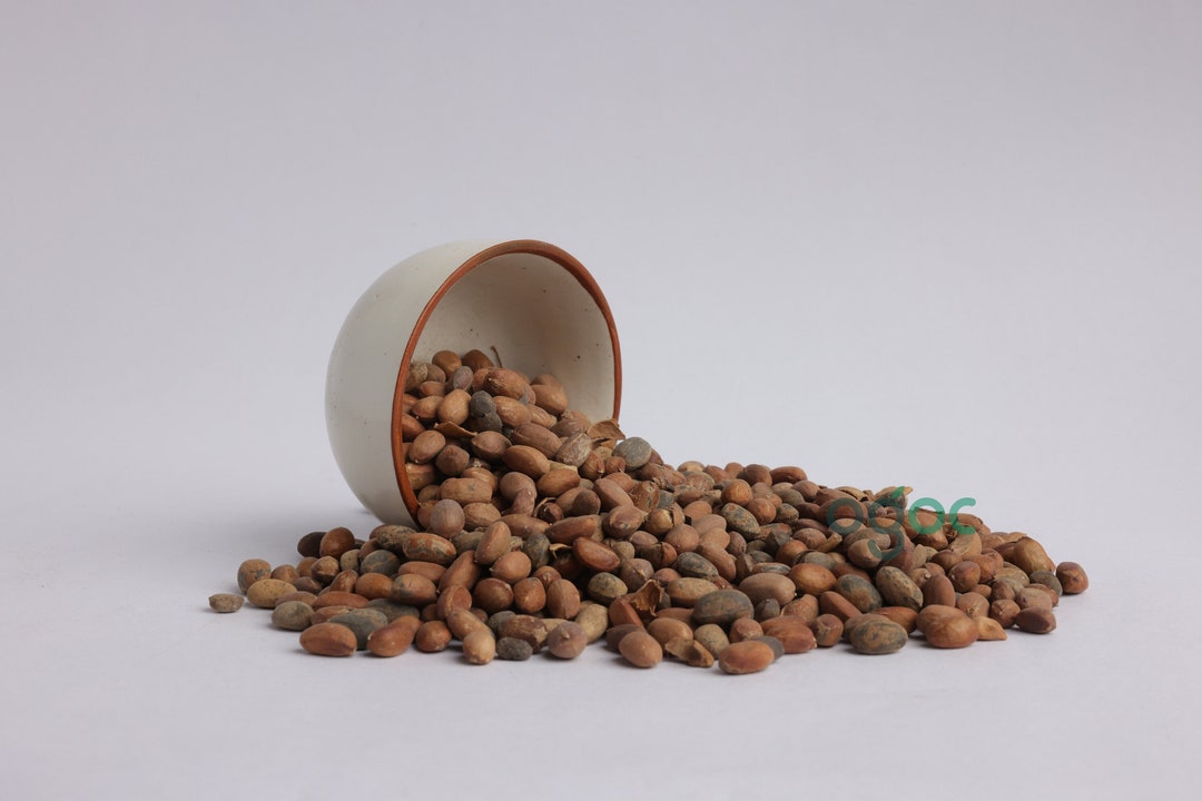 Croton Penduliflorus Seeds NEERVALAM Aworoso Seed, Croton Tiglium Seed ...