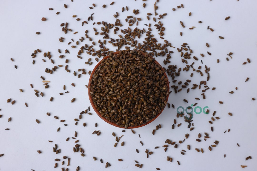 Cassia Tora Chakramard Seeds thakaram Thakara Senna, Wild Senna-plant ...