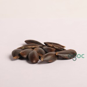 SAPOTA SWEET FRUIT Seeds Chiku Hybrid Fruit, Sabeda, Chikoo Natural ...