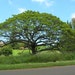 Albizia Saman Plant Seeds Rare Rain Tree Seeds for Tropical Gardens ...