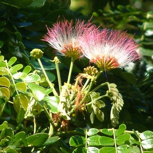 Albizia Saman Plant Seeds Rare Rain Tree Seeds for Tropical Gardens ...