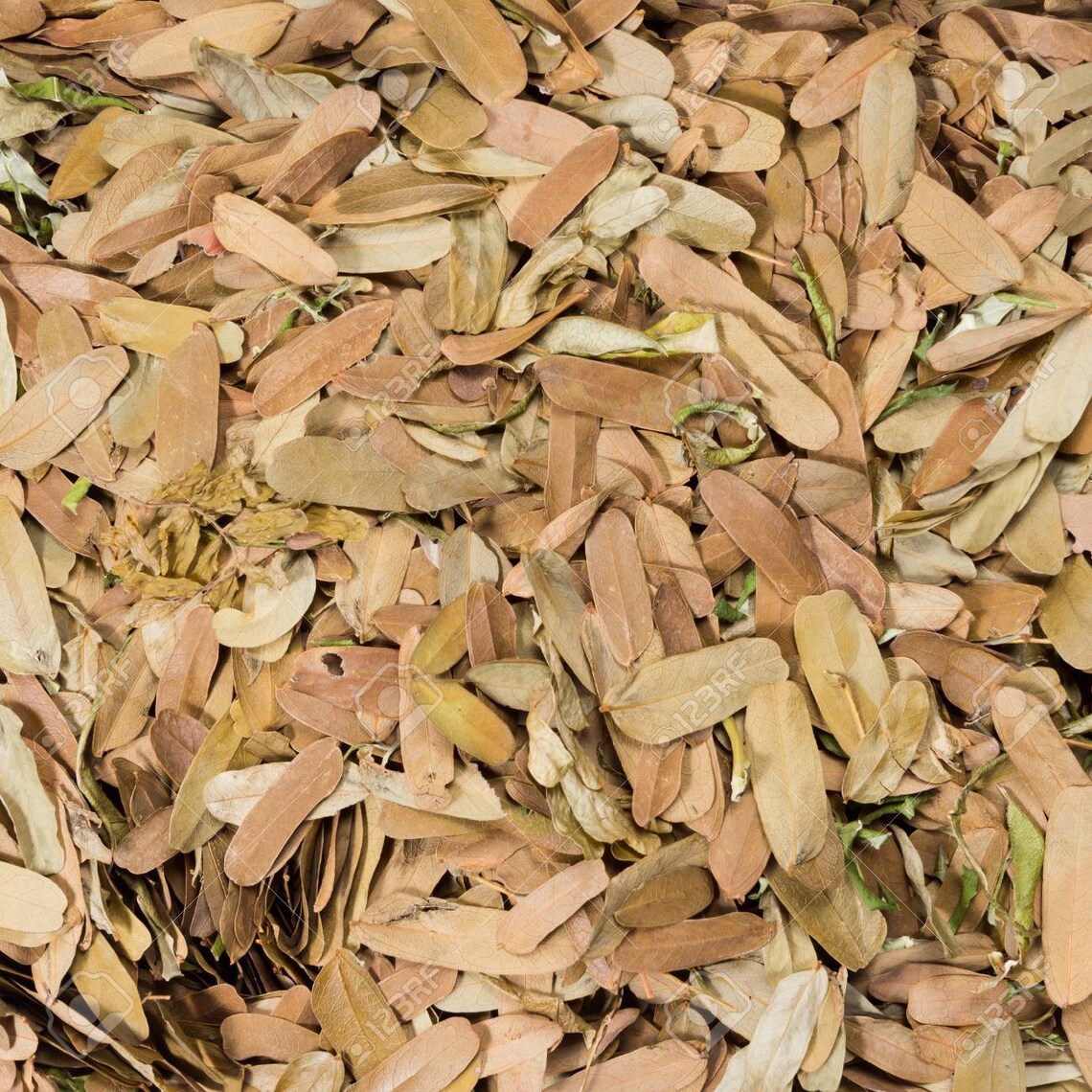 ORGANIC DRIED TAMARIND Leaves 1 ounce bag Indian Imli | Etsy