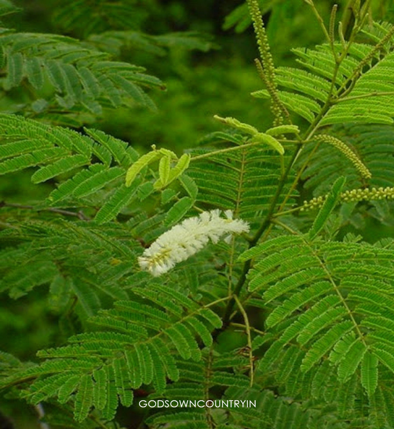 Cutch Tree Bark karingali Karigali Water Acacia Catechu | Etsy