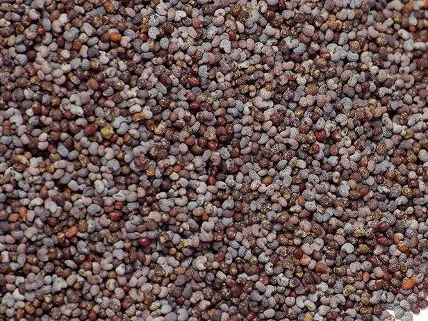 Poppy Seeds Black Kaskas Indian Poppy Seeds Khus Khus - Etsy