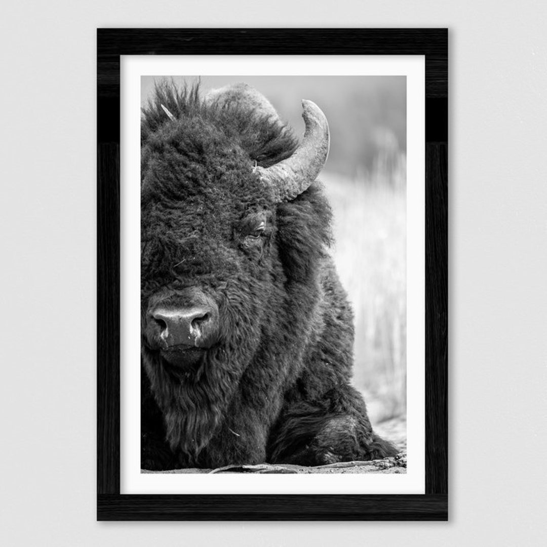 Black and White Bison Fine Art Print | Old Wisdom - Etsy