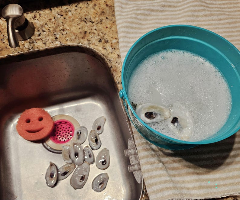 Small Oyster Shells | Holes Drilled | Bulk | Decoupage Ornaments | DIY ...