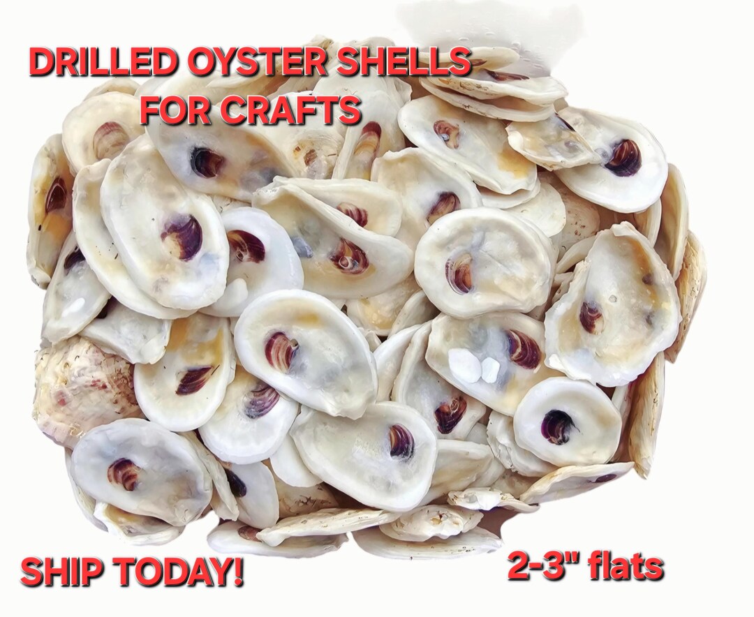 Small Oyster Shells | Holes Drilled | Bulk | Decoupage Ornaments | DIY ...