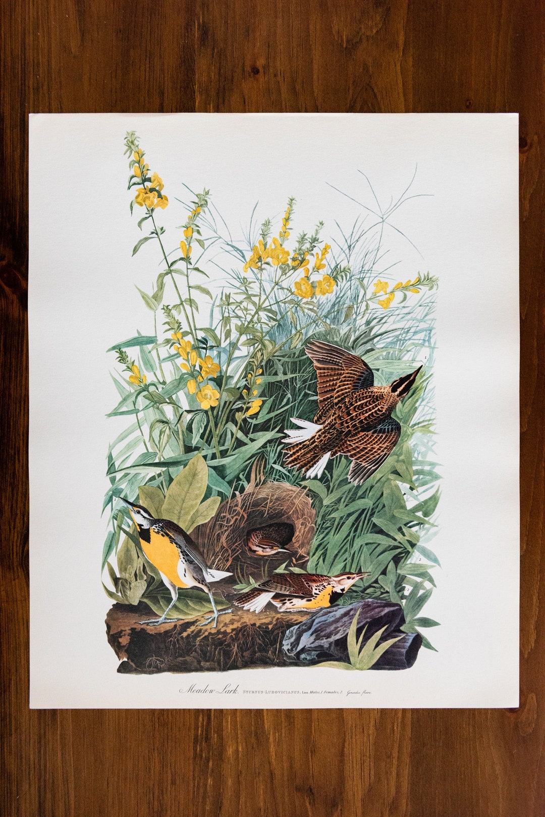 Vintage Print ORIGINAL 1964 Large Folio Size Audubon Bird Print ...