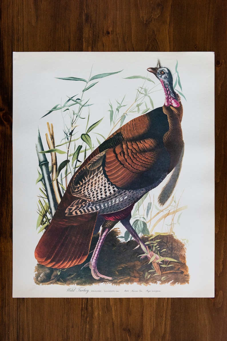 Vintage Print ORIGINAL 1964 Large Folio Size Audubon Bird Print. wild ...