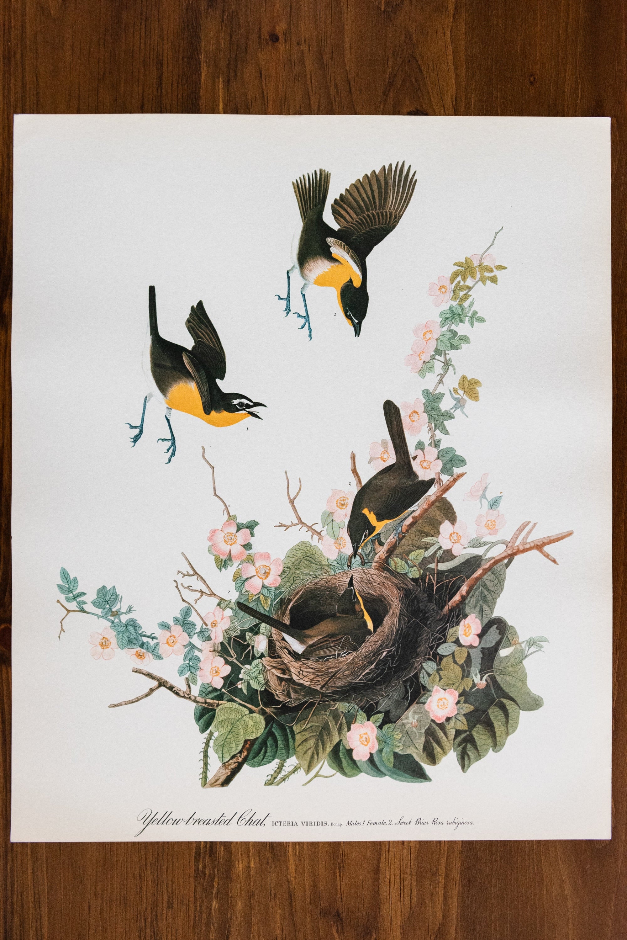 Vintage Audubon Bird Prints