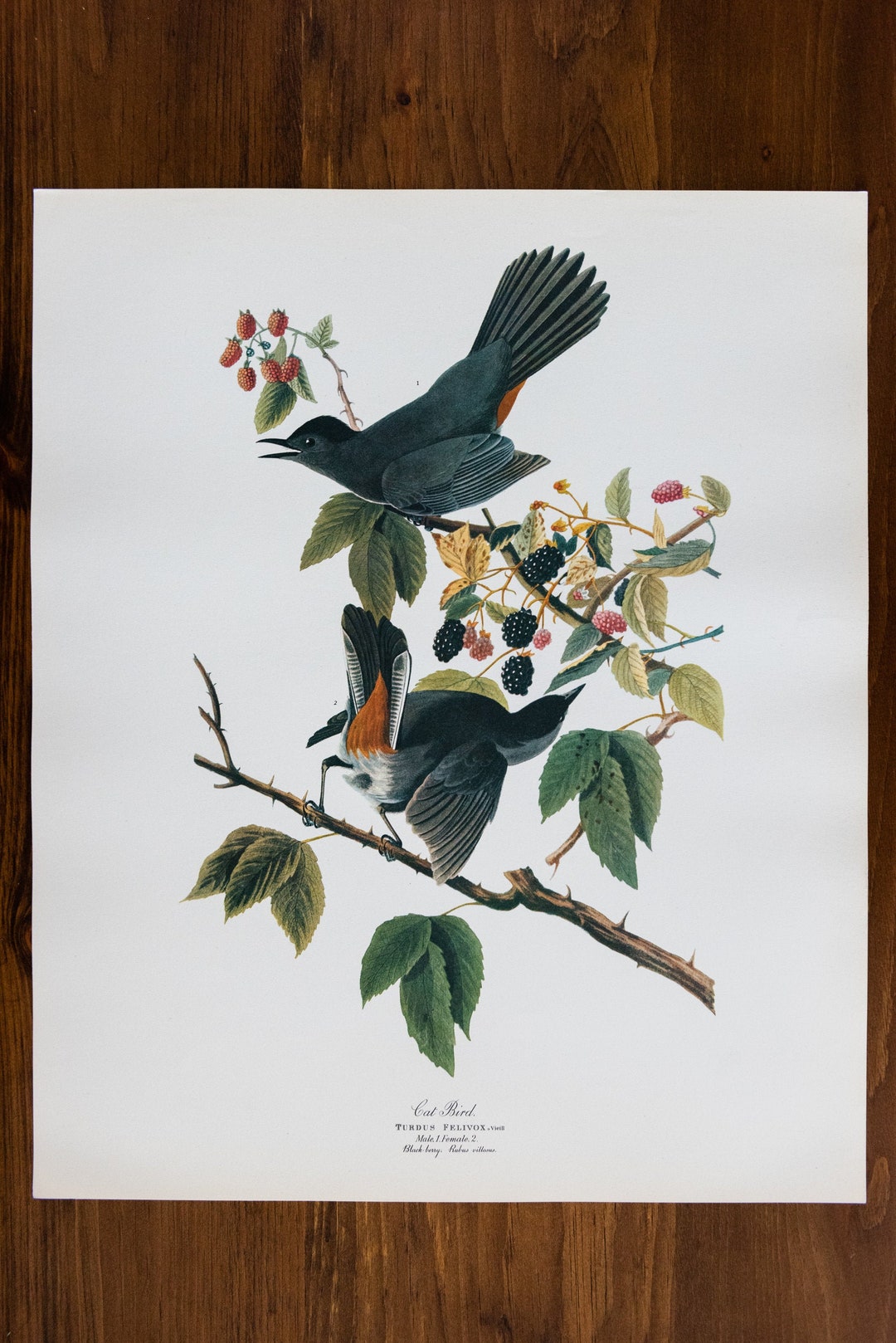 Vintage Print ORIGINAL 1964 Large Folio Size Audubon Bird Print. *cat ...