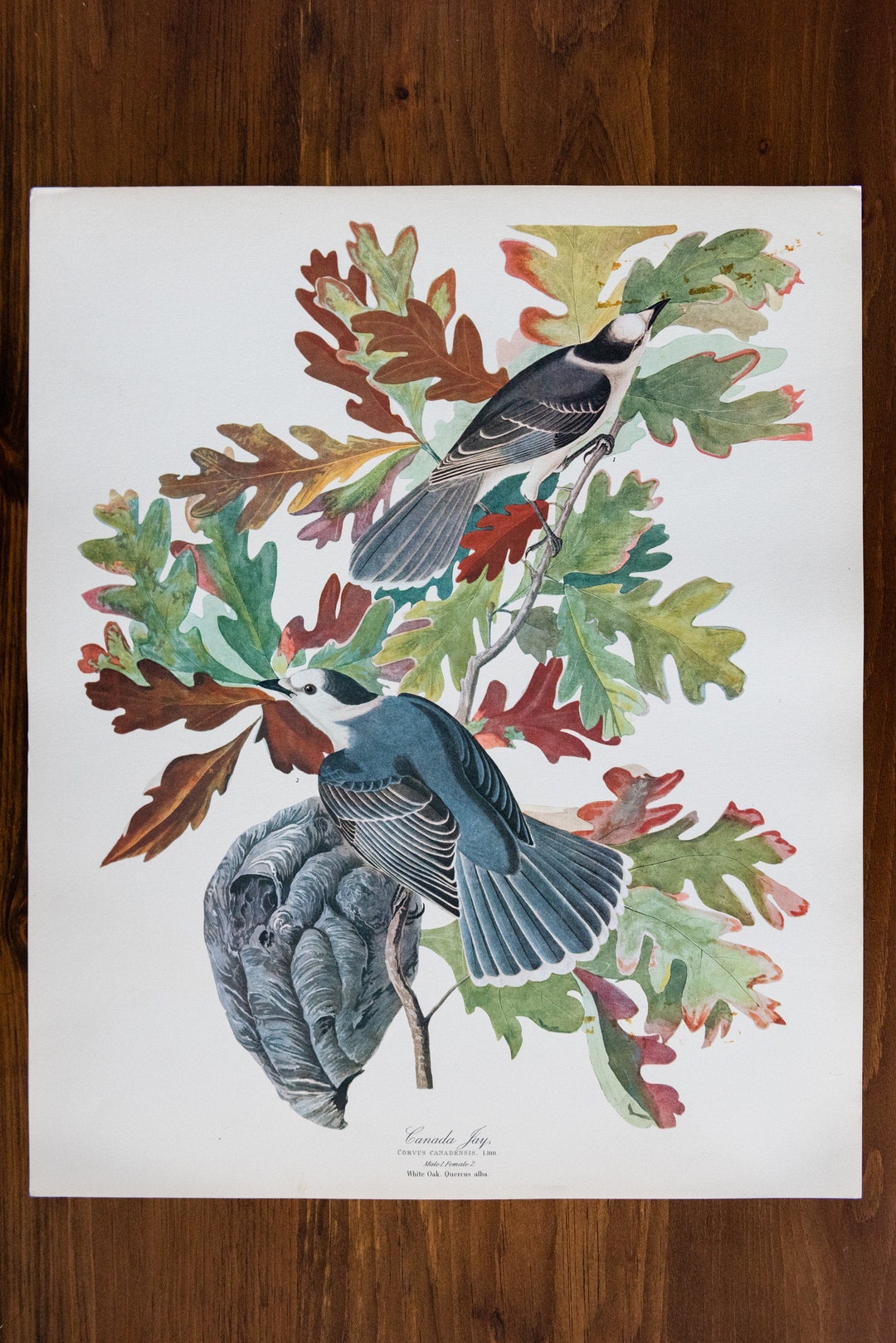 Vintage Print ORIGINAL 1964 Large Folio Size Audubon Bird Print. canada ...