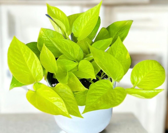 Neon Pothos Indoor Vine Plant 4” Inch ( Must Buy A Minimum of ANY 2 ...