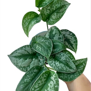 Silver Satin Pothos / Scindapsus Pictus Argyraeus 2” or 4” ( Must Buy A ...