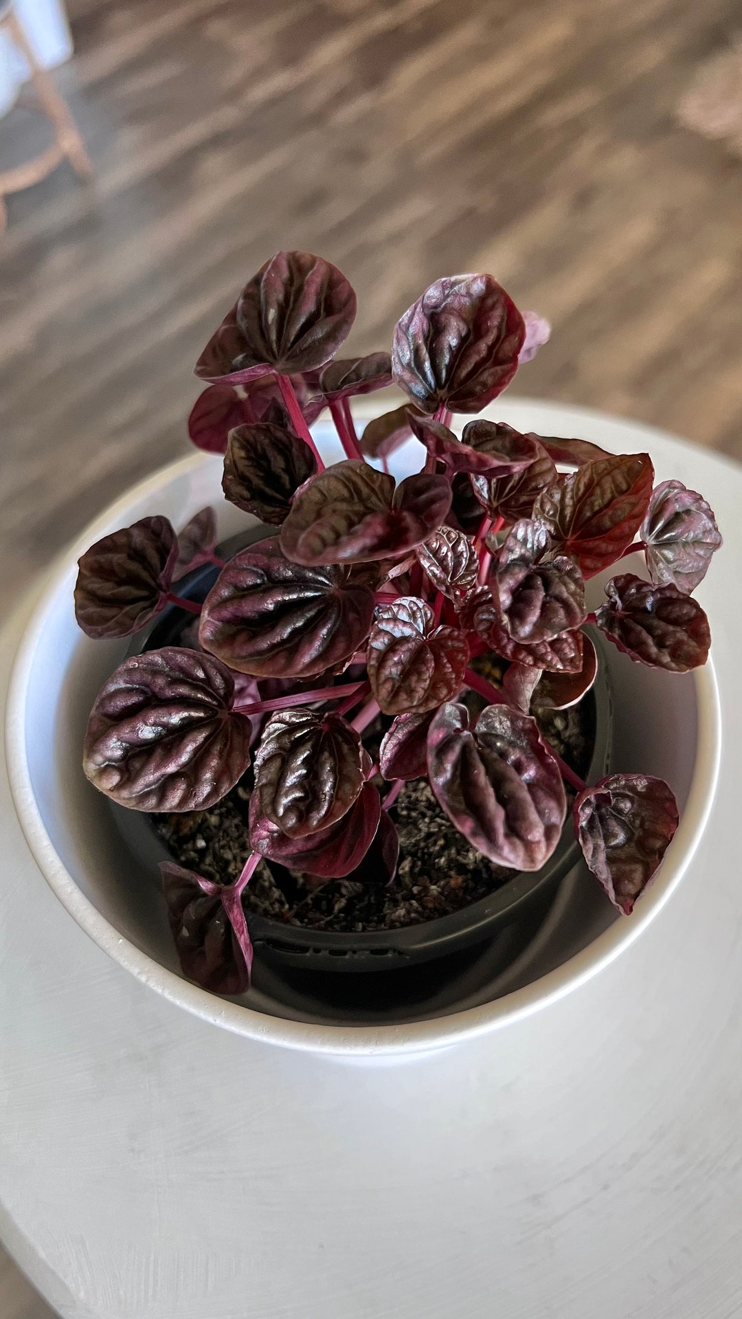 Schumi Red Ripple Peperomia Tropical Plant 4 Must Buy A Minimum of ANY ...