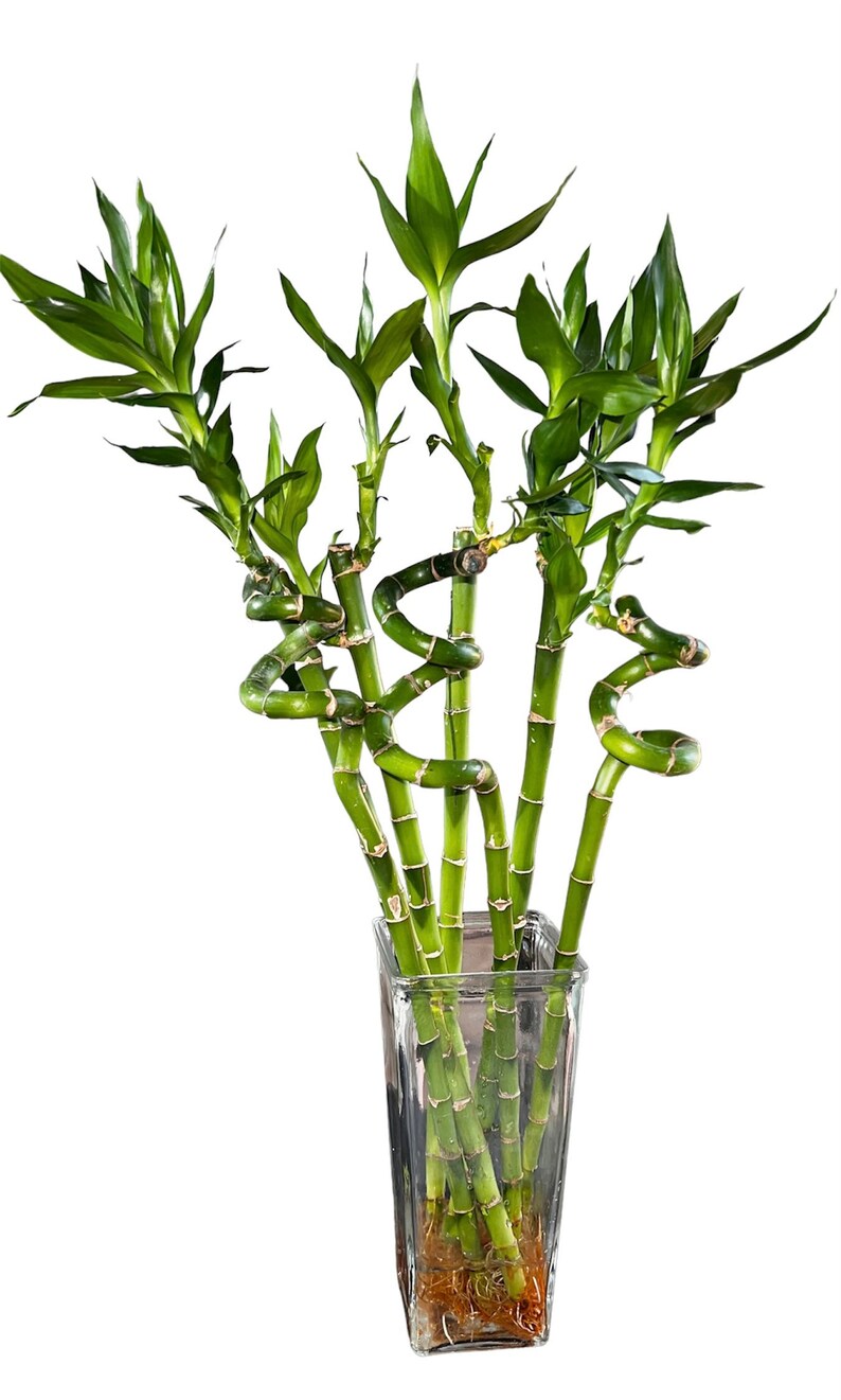 Lucky Bamboo Stalks Selling Individual 22cm Bamboo Plant - Etsy