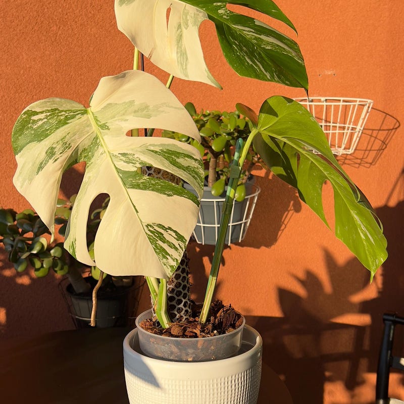 Variegated Monstera - Etsy