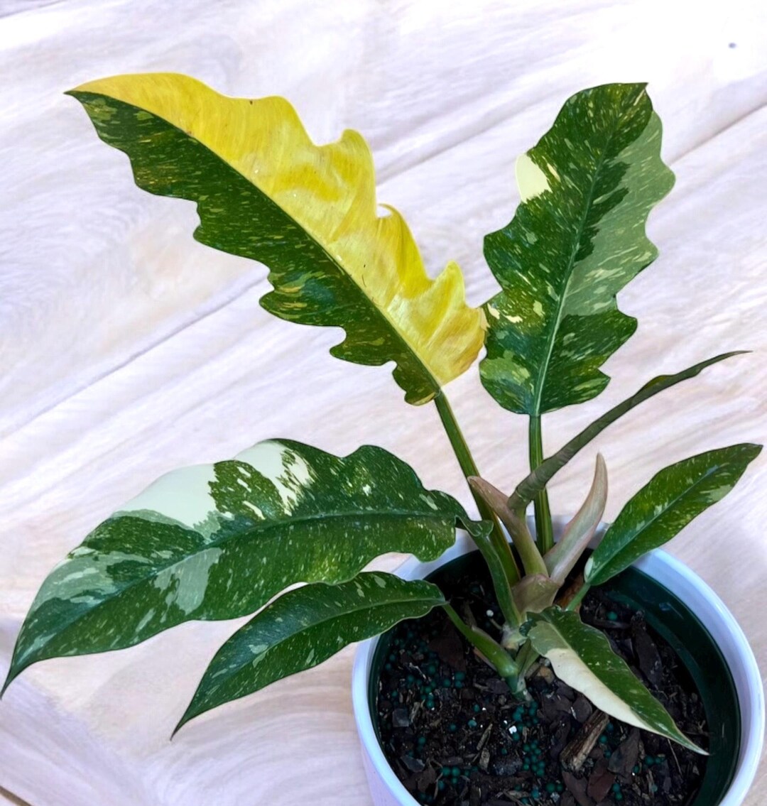 Philodendron Ring of Fire Variegated 6” Pot | Easy Care Houseplant ...