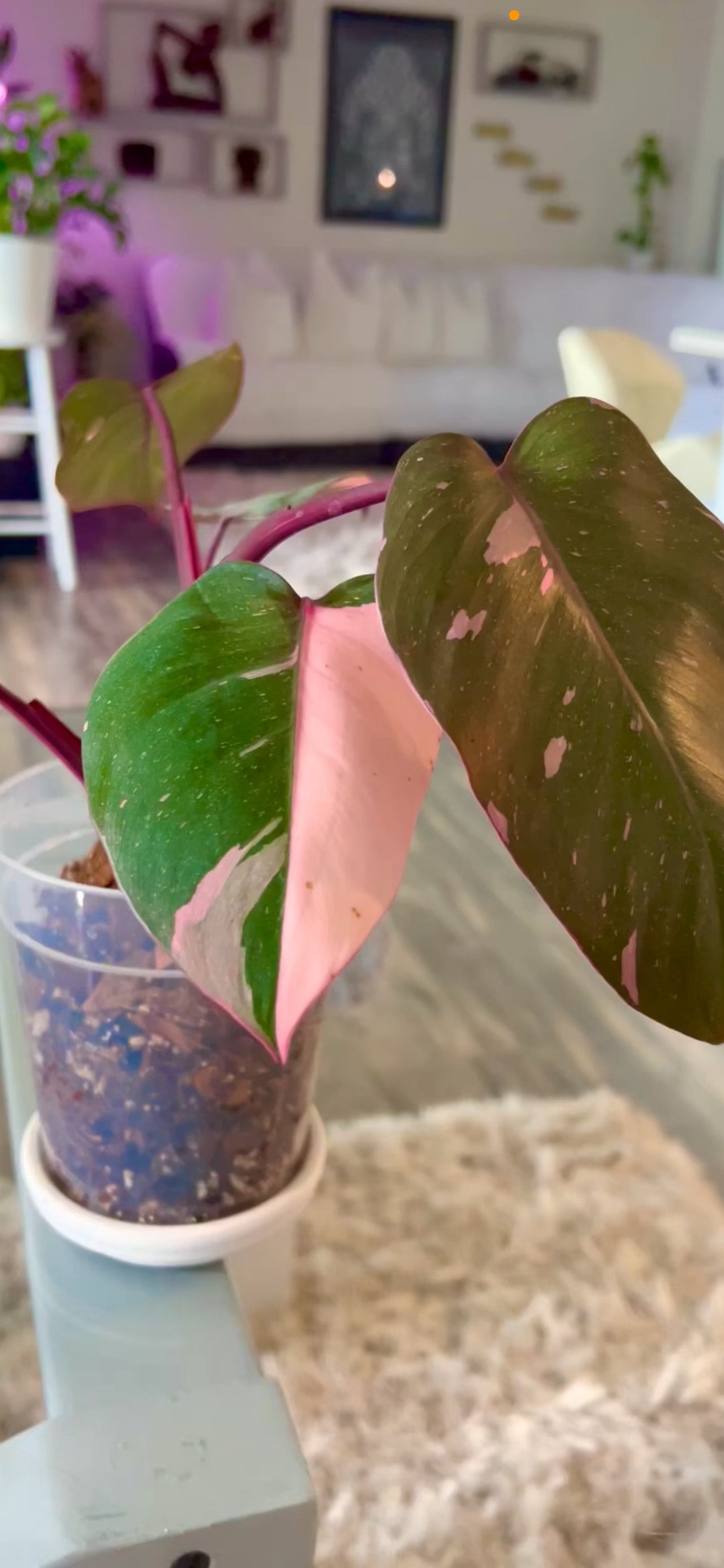 Red Anderson Variegated Philodendron Exact Plant Rare Plants Indoor ...