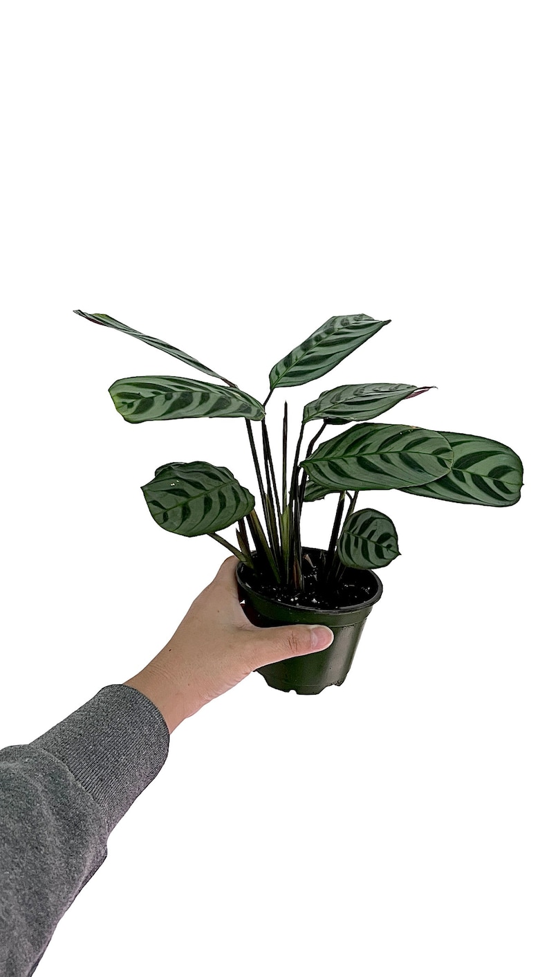 Ctenanthe Burle Marxii Fishbone Prayer Plant 4 - Etsy