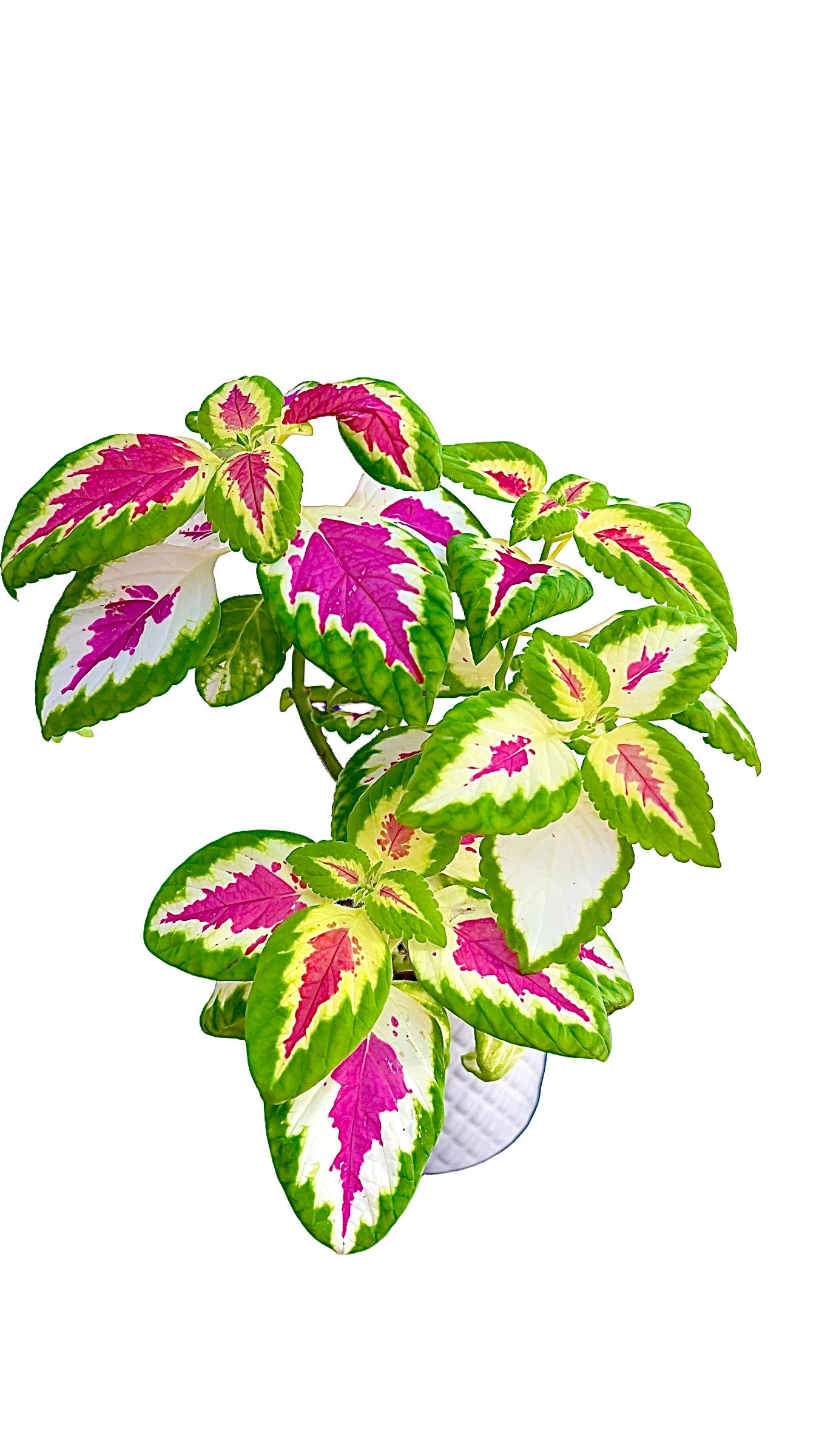 Coleus Pumila