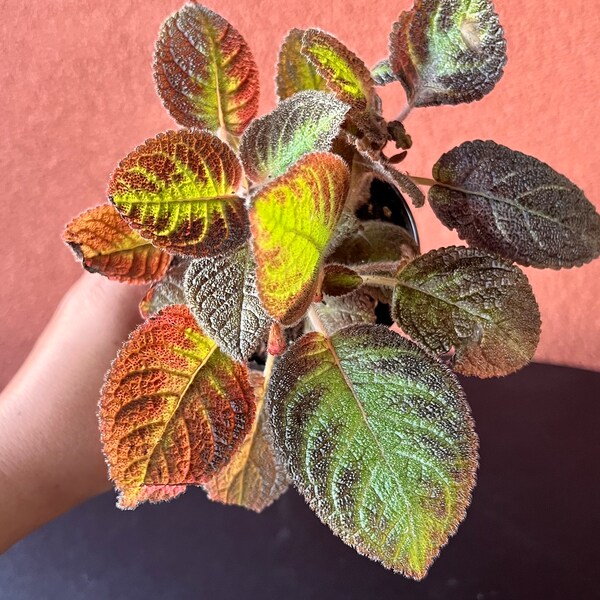 Episcia - Etsy