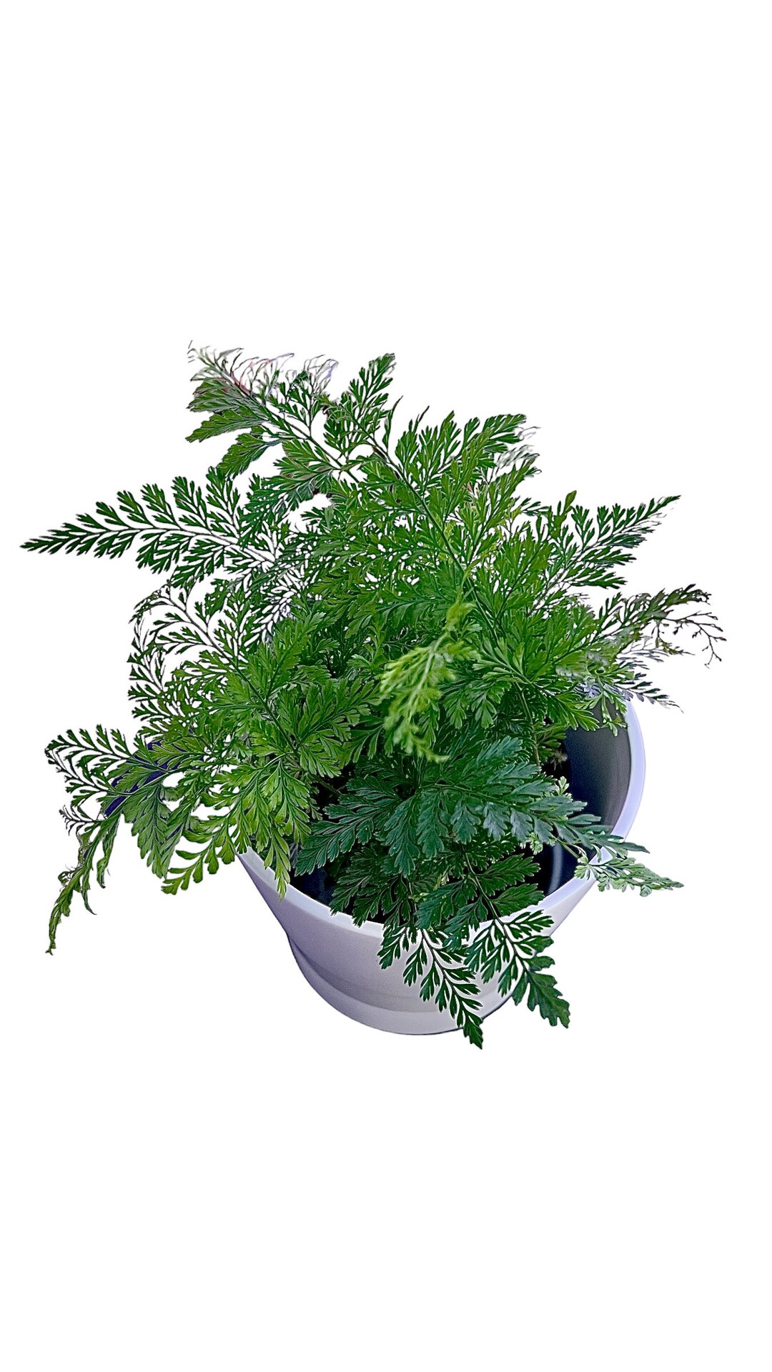 Rare Black Rabbit's Foot Fern 4" Inch Pot ( Must Buy A Minimum of ANY 2 ...