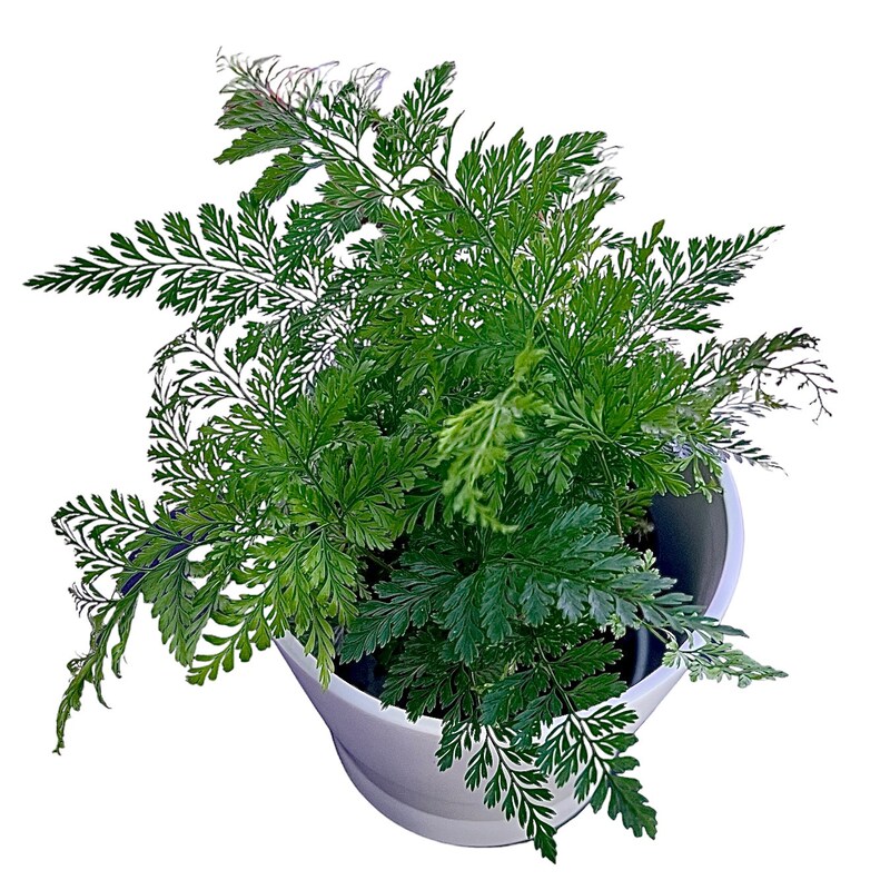 Rabbit Foot Fern - Etsy